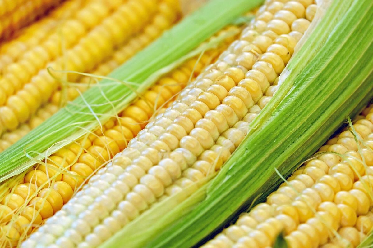 Zuckermais – Nährstoffe, Vitamine und Infos im Überblick