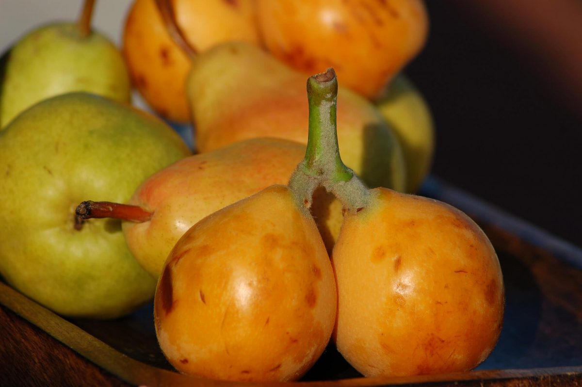 Ein Obstbaum voller Geheimnisse!